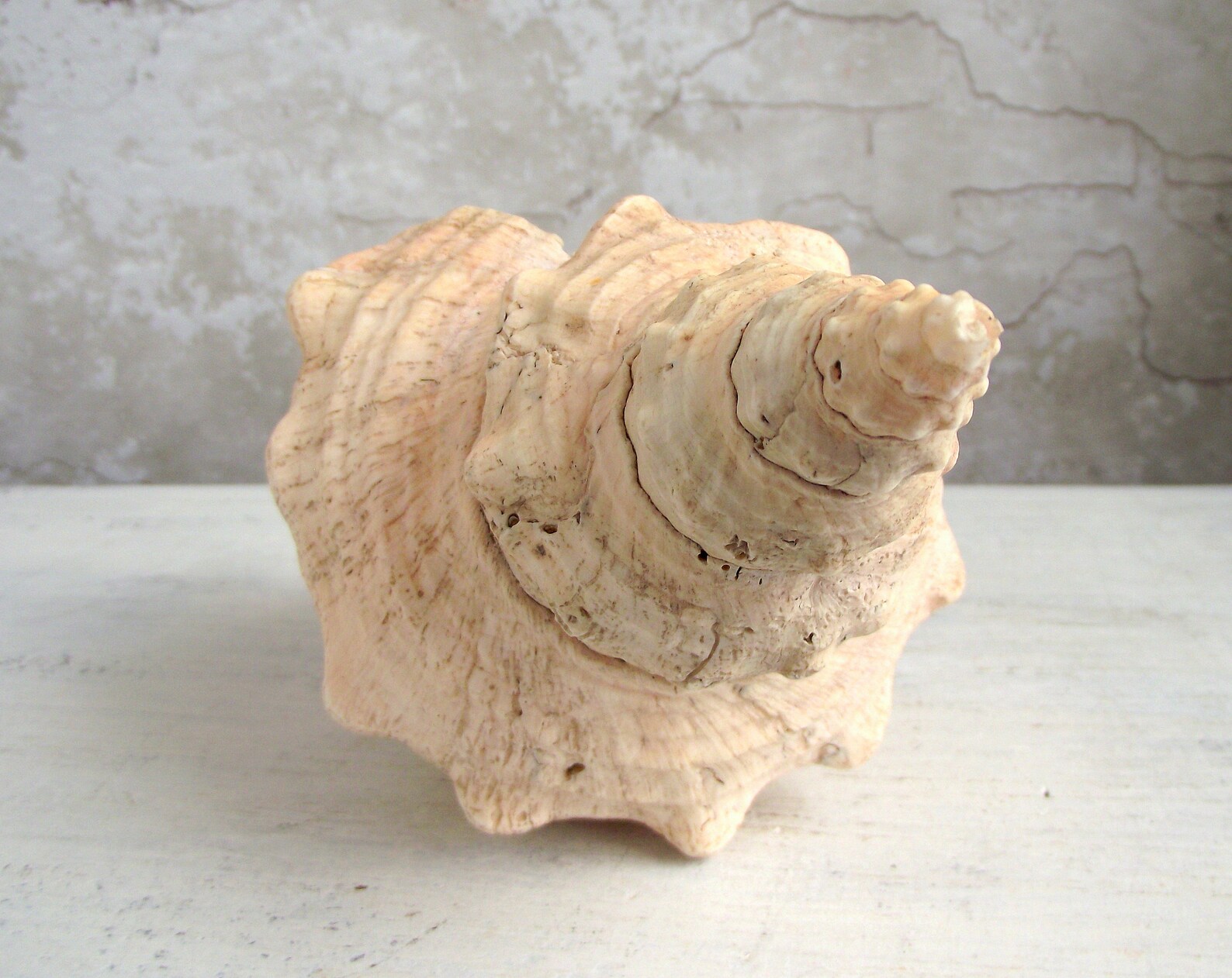 Vintage Horse Conch Shell for Coastal Beach House Decor - Etsy