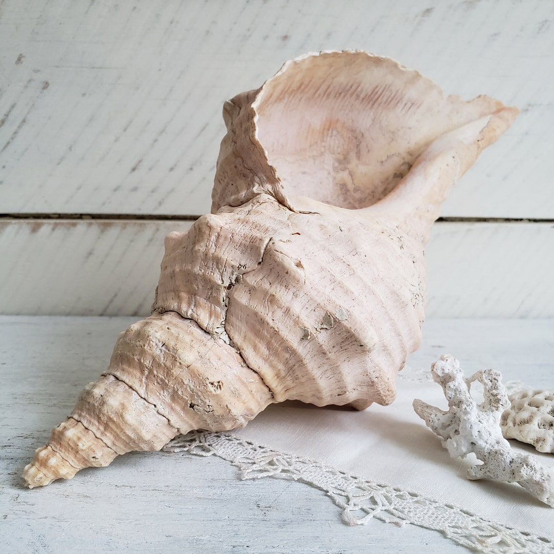 Vintage Horse Conch Shell for Coastal Beach House Decor , Genuine Shell ...