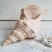 Vintage Horse Conch Shell for Coastal Beach House Decor , Genuine Shell ...