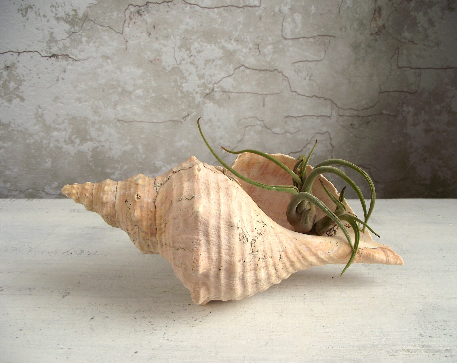 Vintage Horse Conch Shell for Coastal Beach House Decor - Etsy