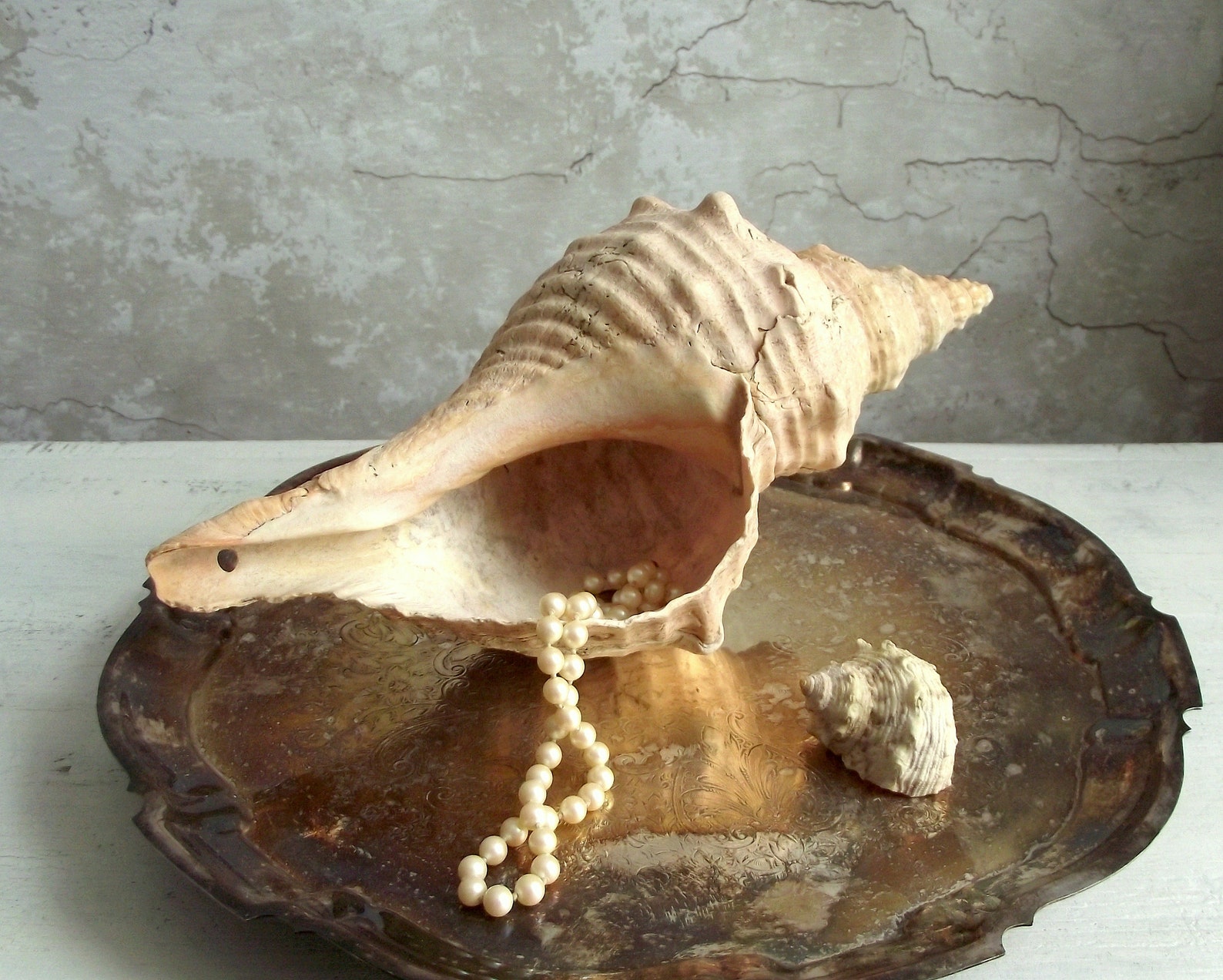 Vintage Horse Conch Shell for Coastal Beach House Decor | Etsy