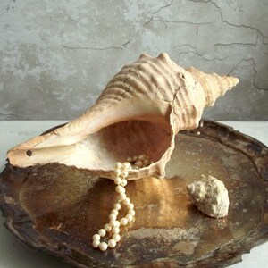 Vintage Horse Conch Shell for Coastal Beach House Decor , Genuine Shell ...