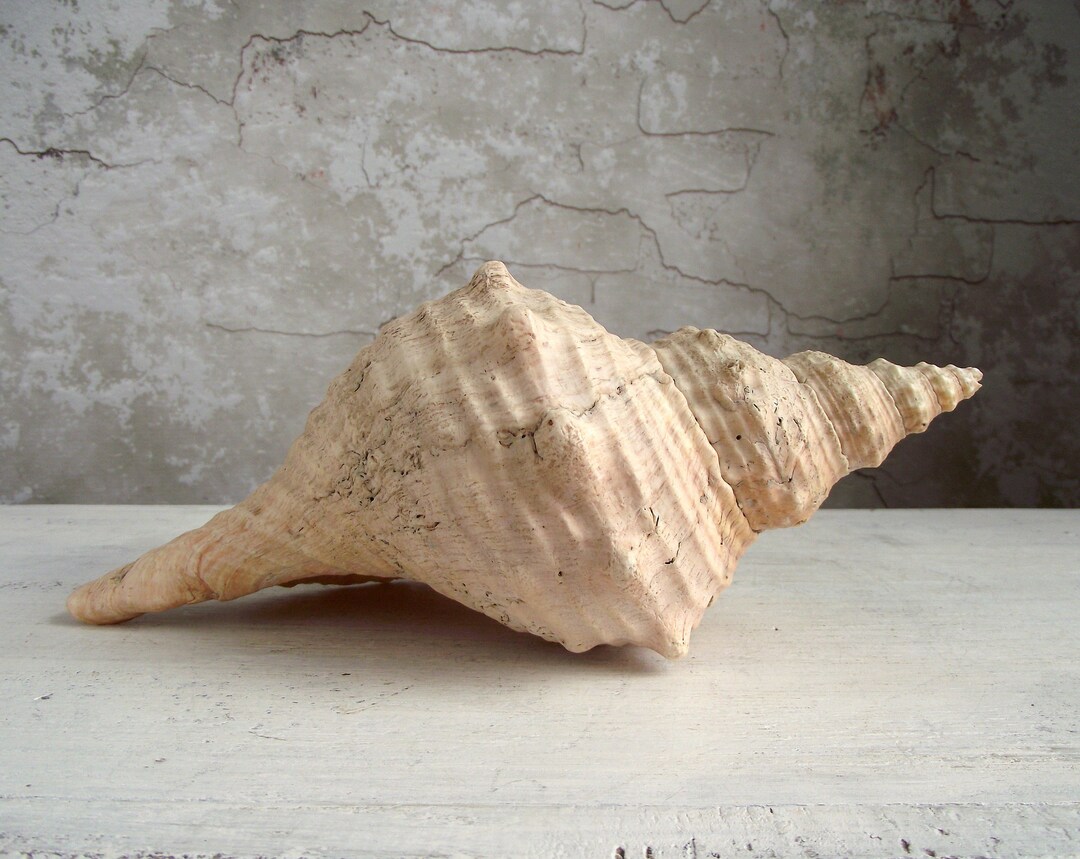 Vintage Horse Conch Shell for Coastal Beach House Decor - Etsy