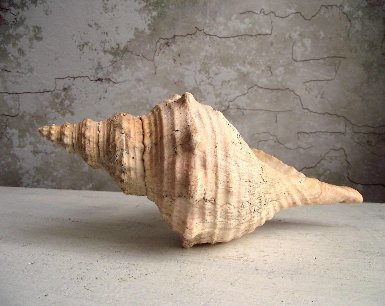 Vintage Horse Conch Shell for Coastal Beach House Decor | Etsy