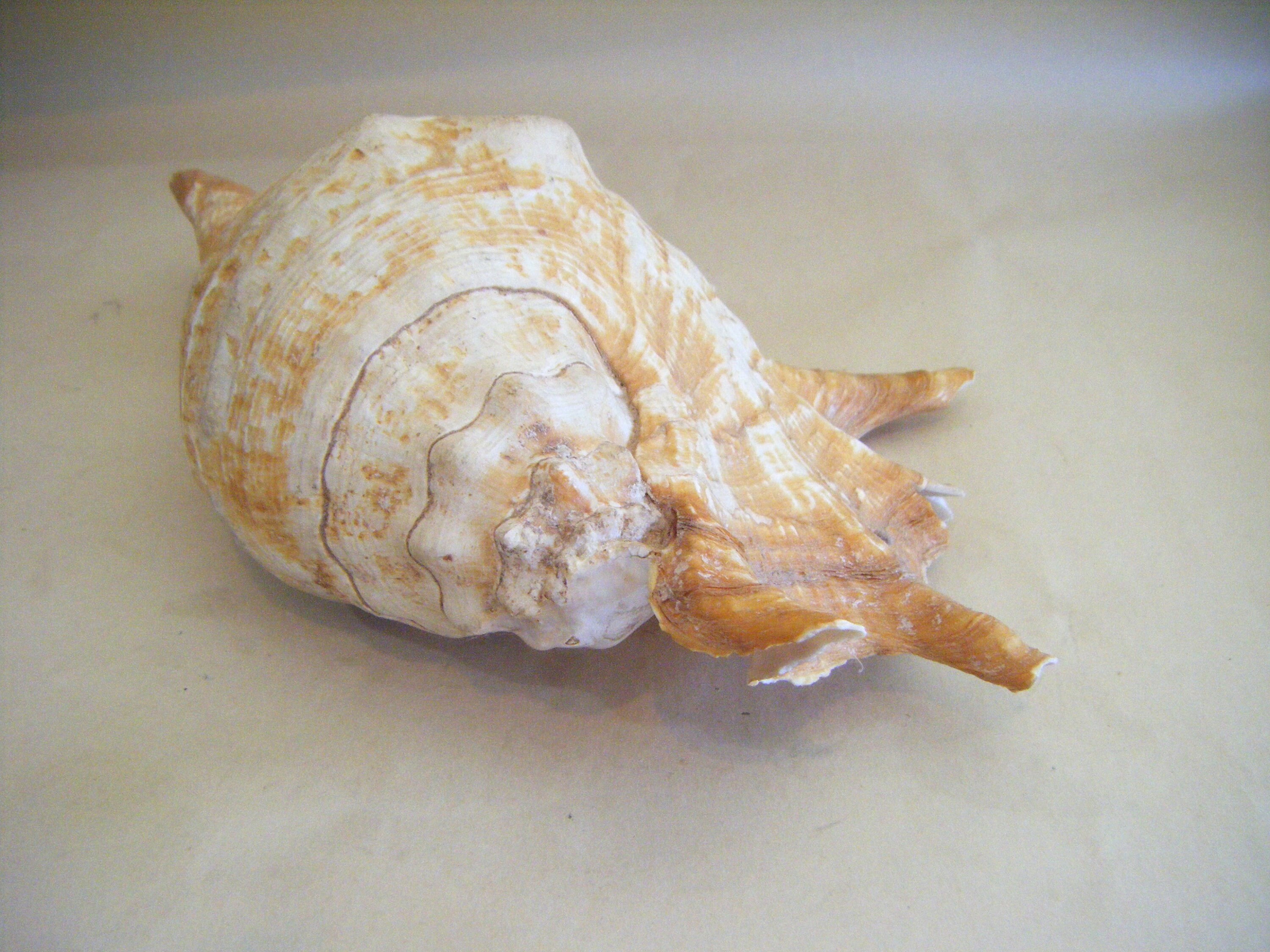 Vintage Large Spider Conch Lambis Seashell Beach 1960s Home Decor Ocean ...