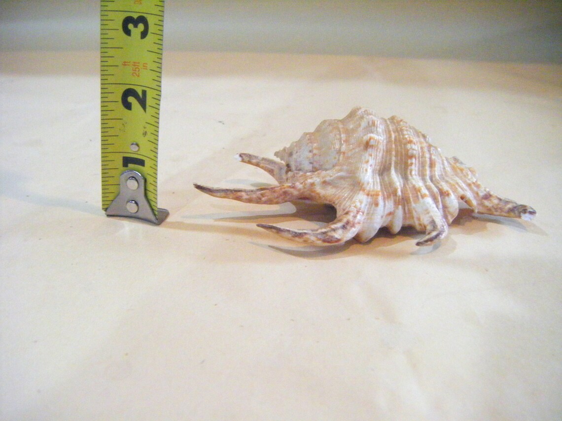 Vintage Spider Conch Lambis Seashell Beach 1960s Home Decor Ocean ...