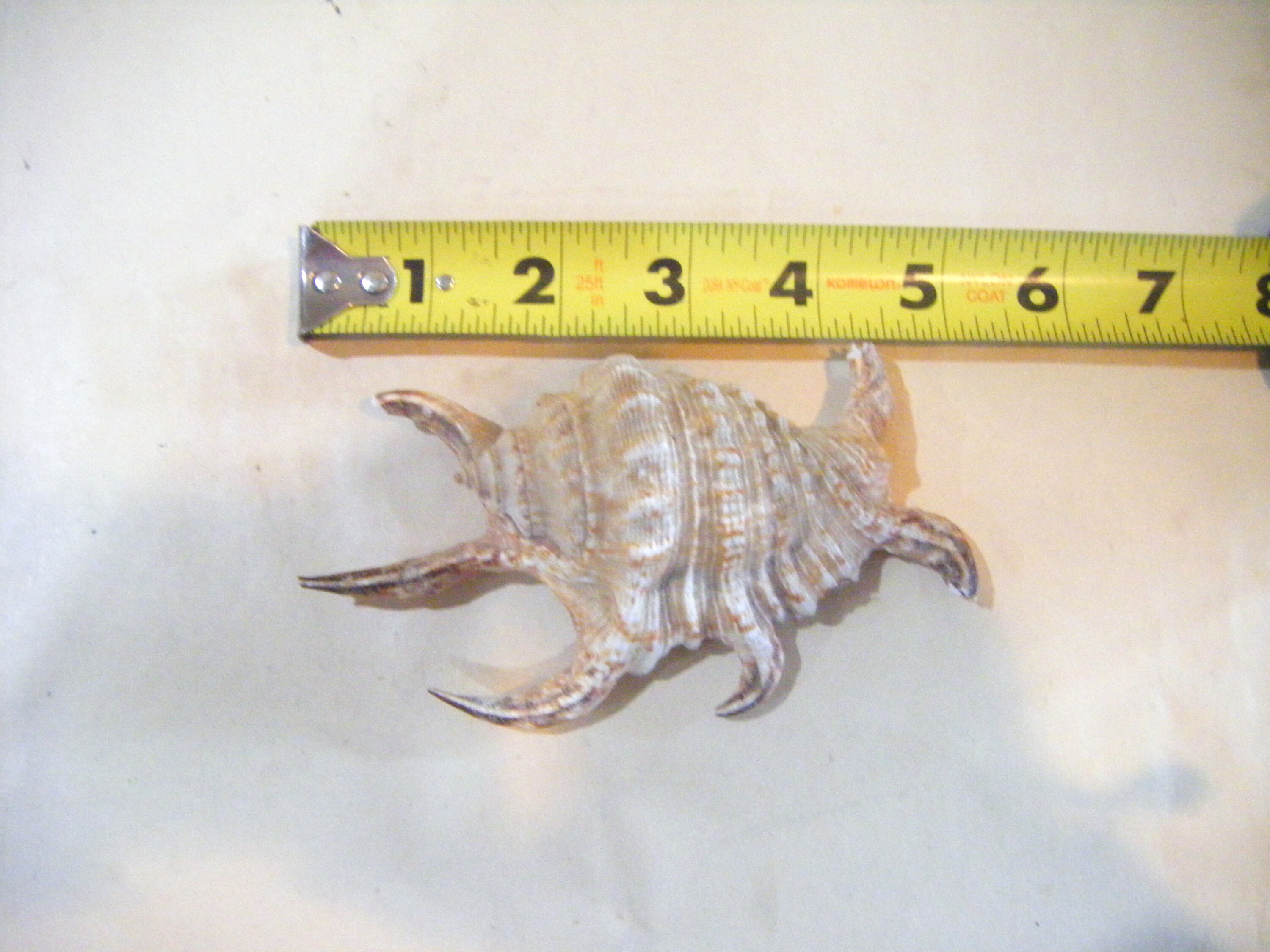 Vintage Spider Conch Lambis Seashell Beach 1960s Home Decor Ocean ...