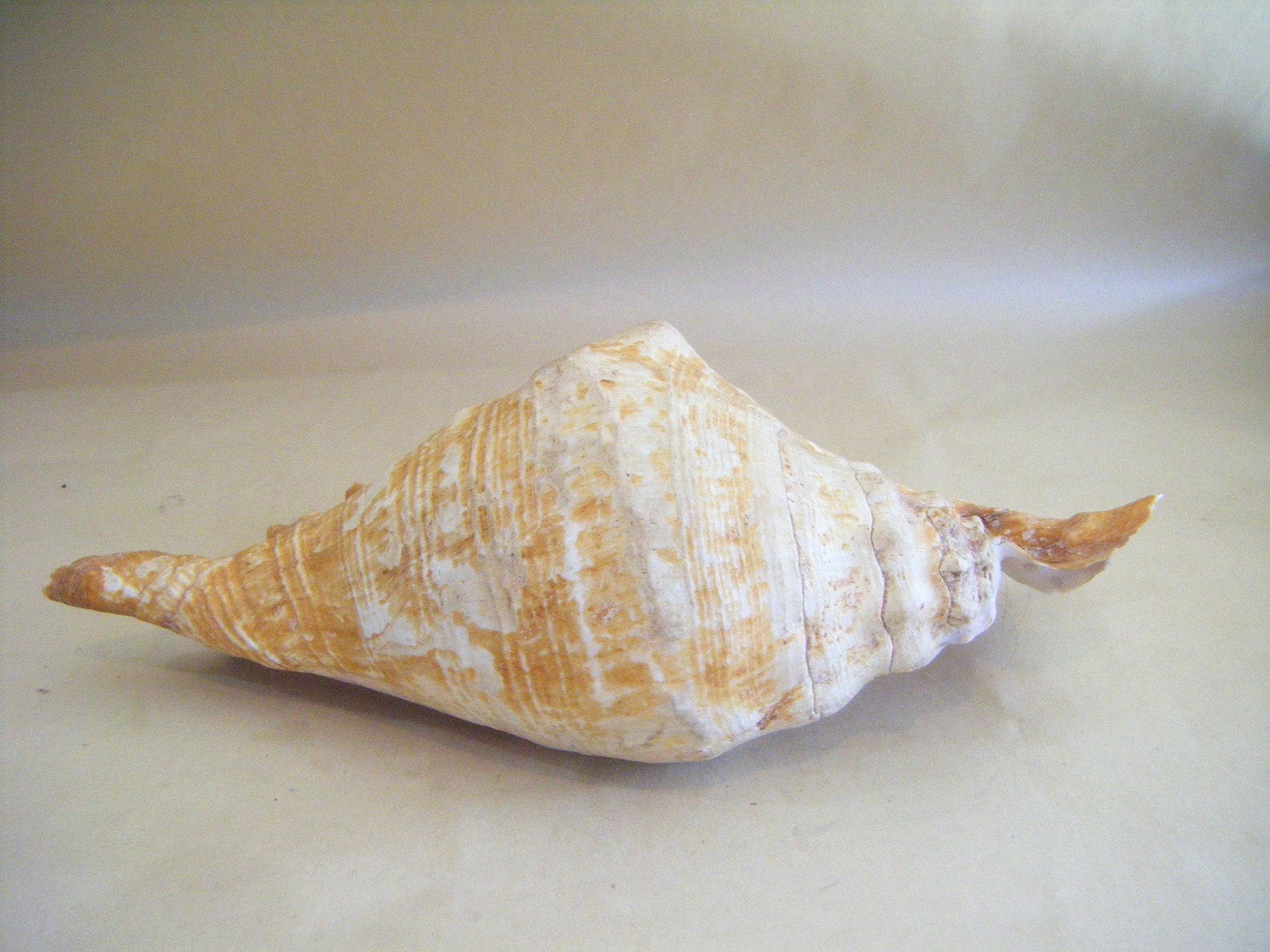 Vintage Large Spider Conch Lambis Seashell Beach 1960s Home Decor Ocean ...