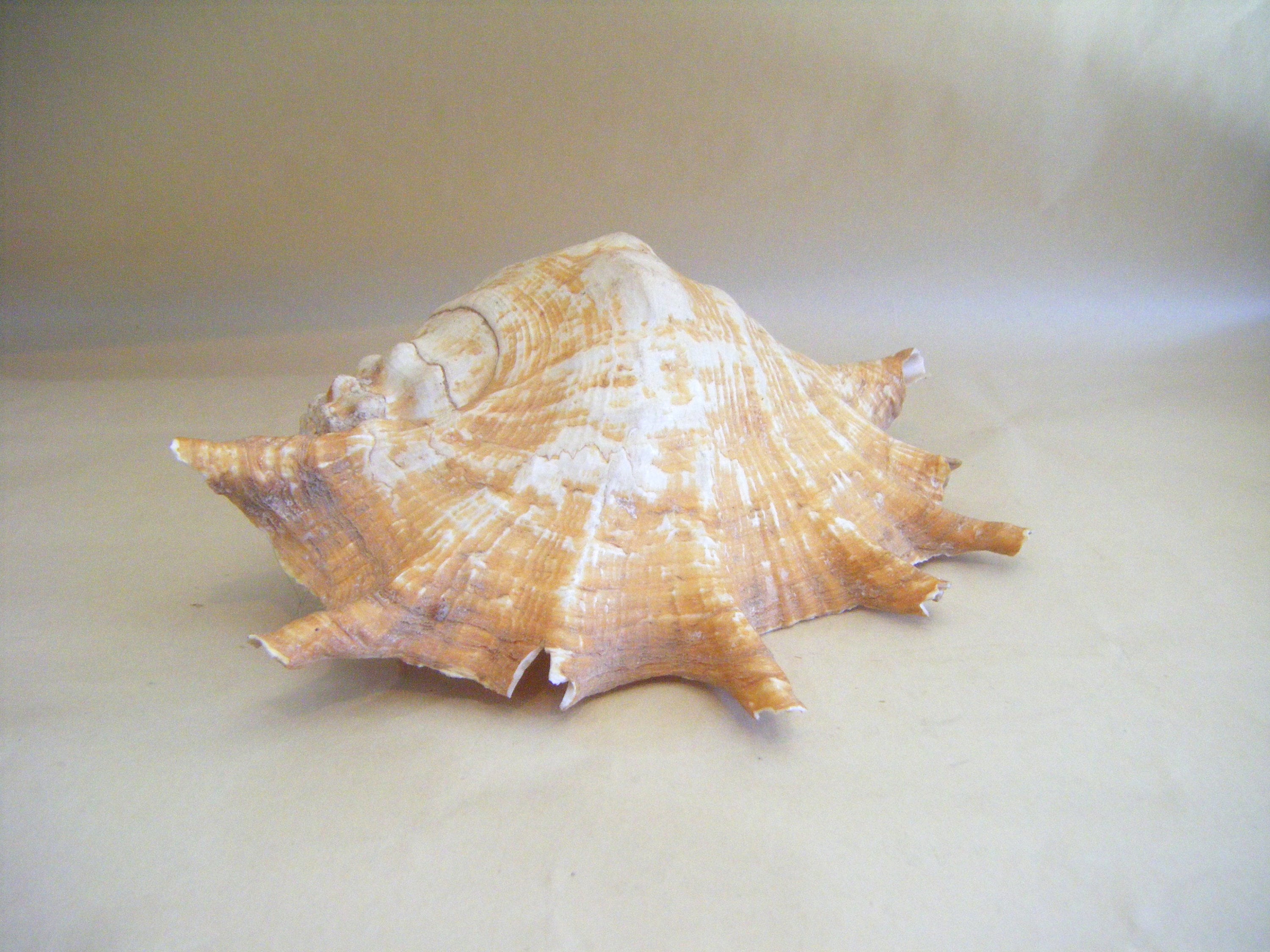 Vintage Large Spider Conch Lambis Seashell Beach 1960s Home Decor Ocean ...