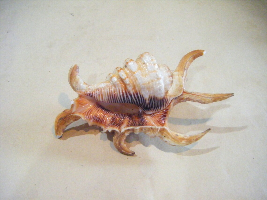 Vintage Spider Conch Lambis Seashell Beach 1960s Home Decor Ocean ...