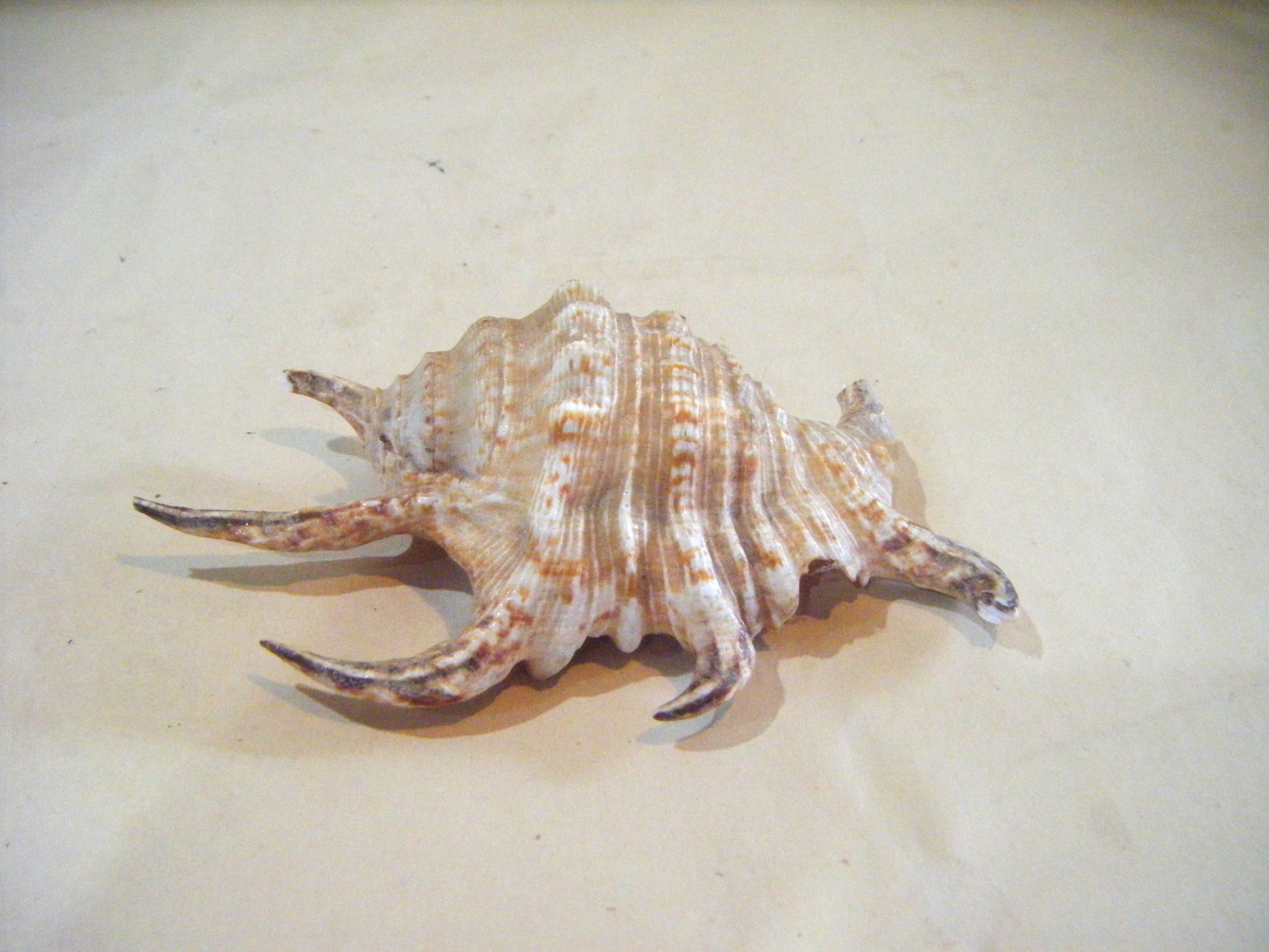Vintage Spider Conch Lambis Seashell Beach 1960s Home Decor Ocean ...