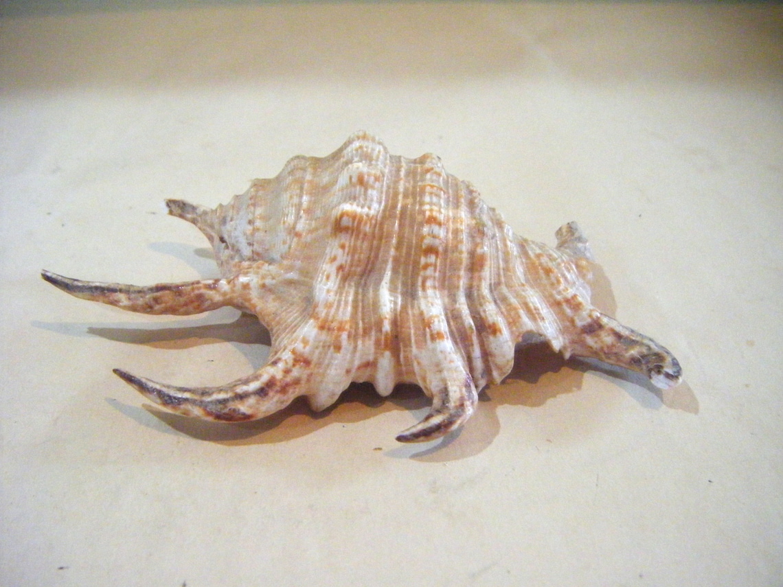 Vintage Spider Conch Lambis Seashell Beach 1960s Home Decor Ocean ...