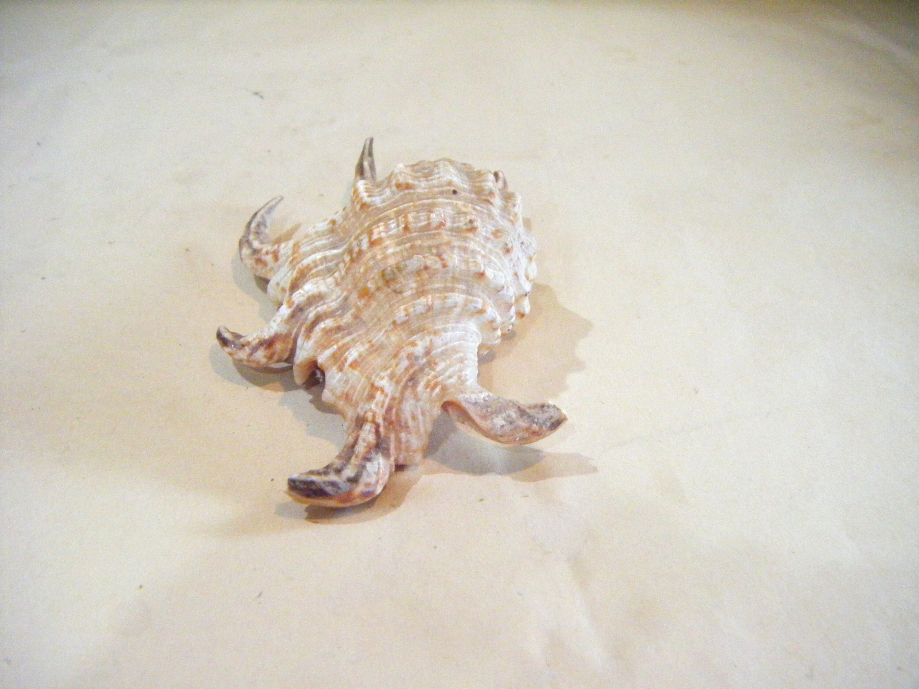 Vintage Spider Conch Lambis Seashell Beach 1960s Home Decor Ocean ...