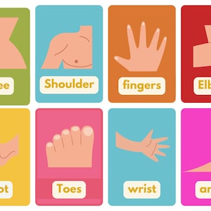 Human Body Parts Flashcards for Kids Anatomy Learning Cards ...