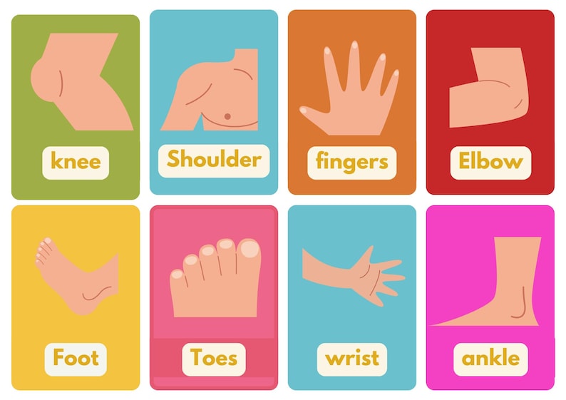 Human Body Parts Flashcards for Kids Anatomy Learning Cards ...