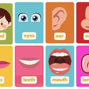 Human Body Parts Flashcards for Kids Anatomy Learning Cards ...