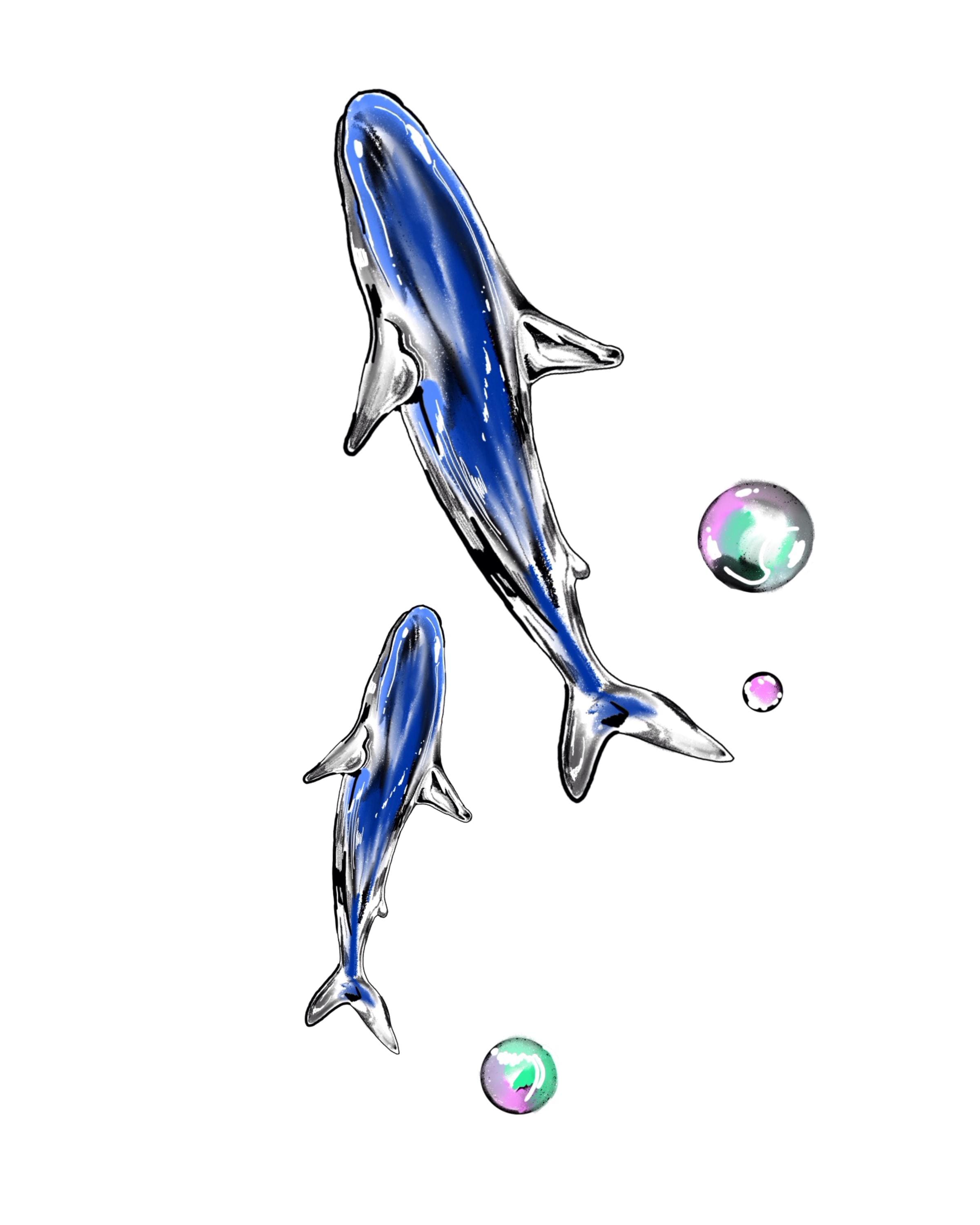 Dolphin Digital Illustrate Image 16*20 In - Etsy