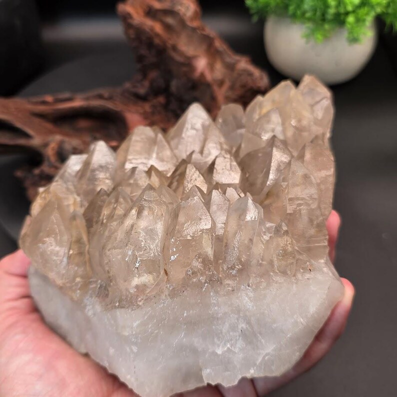 Massive Skeleton Quartz on Custom Driftwood Stand | Natural Statement ...