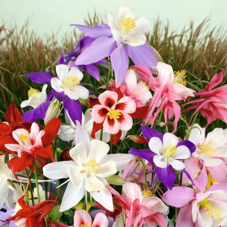 300+ Columbine Mckana Giants Seeds | Perennial Flower Mix | Free ...