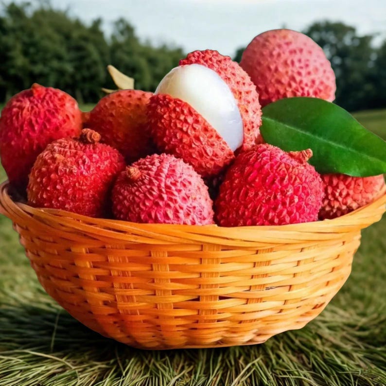 Lychee Seeds: Grow Sweet Tropical Fruit Tree - Non-gmo, Container ...