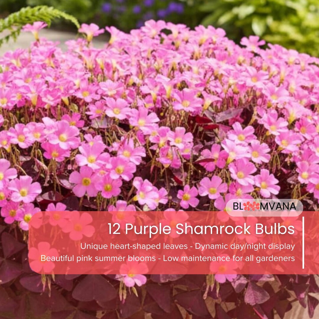 12 Purple Shamrock Bulbs, Oxalis Triangularis for Indoor & Outdoor ...