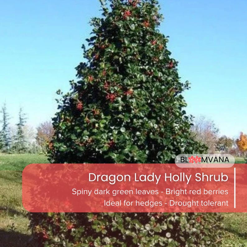 Dragon Lady Holly Shrub, Evergreen Plant (1 Gallon) - Etsy