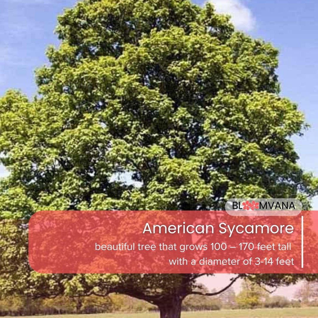 American Sycamore Tree Seeds | 100 Seeds | Fast Growing Shade Tree ...