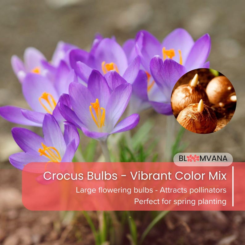 50 Crocus Bulbs - Large Flowering Mix - White, Purple, Blue, Yellow ...