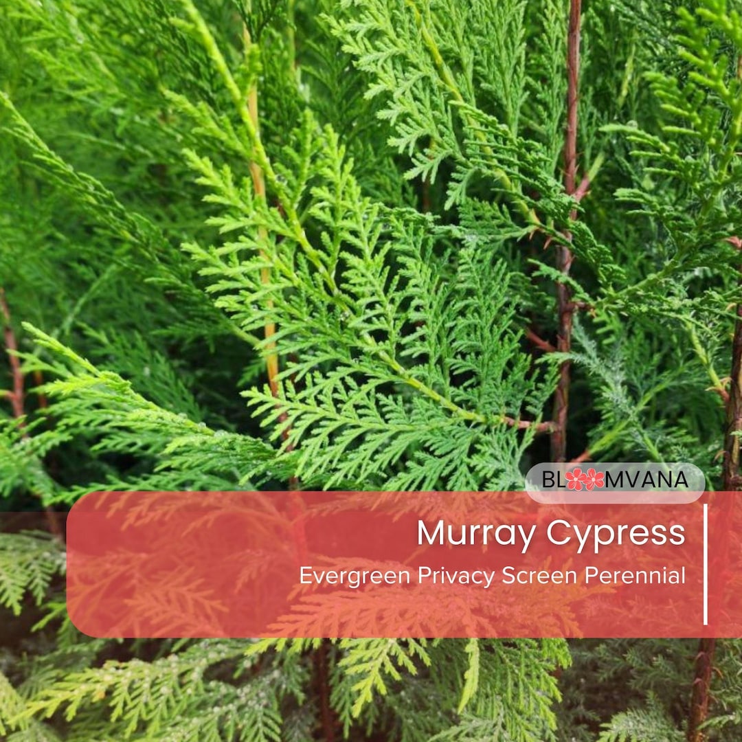 30 Murray Cypress Trees: Live Evergreen Privacy Screen - Fast Growing ...