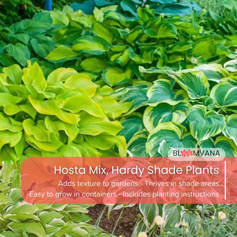 4" Pots Hosta Mix, Hardy Shade Plants (set of 3) - Etsy