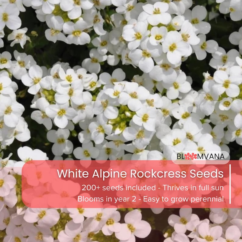 200+ White Alpine Rockcress Seeds, Perennial Ground Cover - Etsy