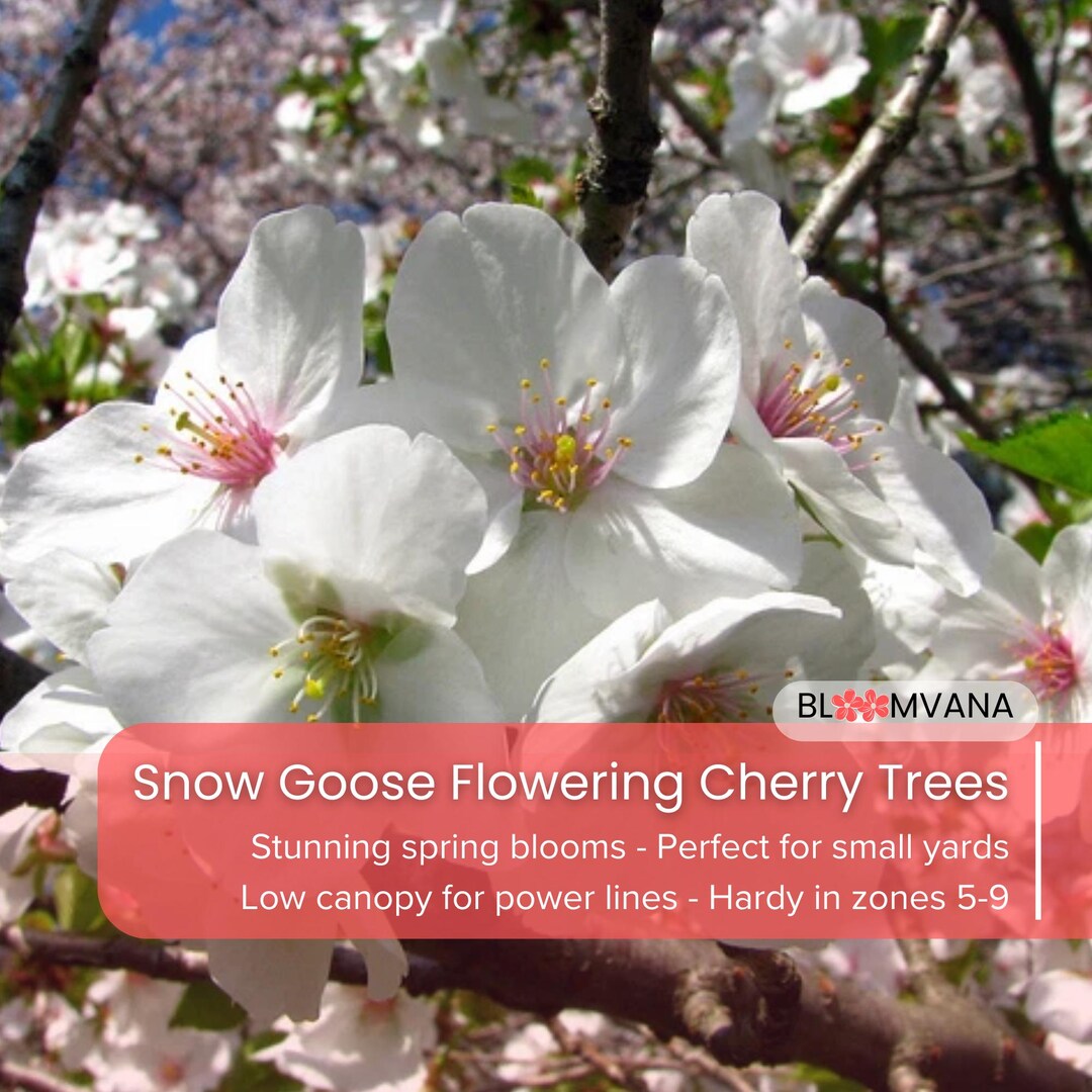 Snow Goose Flowering Cherry Trees, Deciduous Accent (2.5" Pot) - Etsy