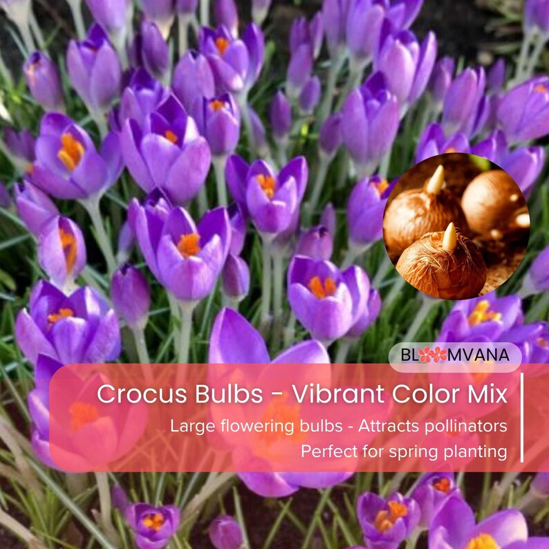 50 Crocus Bulbs - Large Flowering Mix - White, Purple, Blue, Yellow ...
