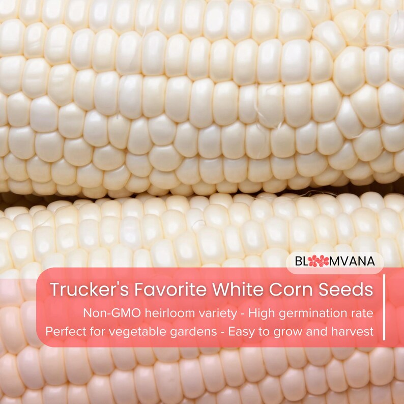 25 Count Trucker's Favorite White Corn Seeds, Non-gmo Heirloom ...