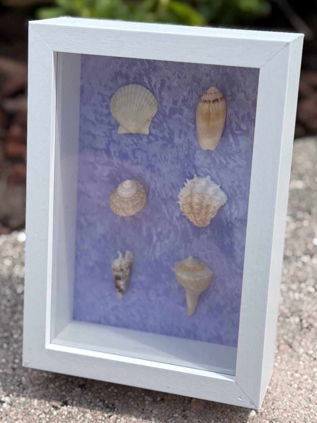 Home Decor Shadow Box Made From Shells Collected From Florida Gulf ...