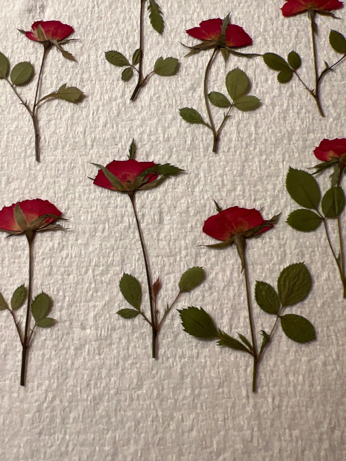 Dried Pressed Flowers Real Miniature Pressed Roses Red or - Etsy