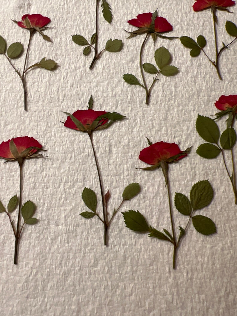 Dried Pressed Flowers Real Miniature Pressed Roses Red or - Etsy