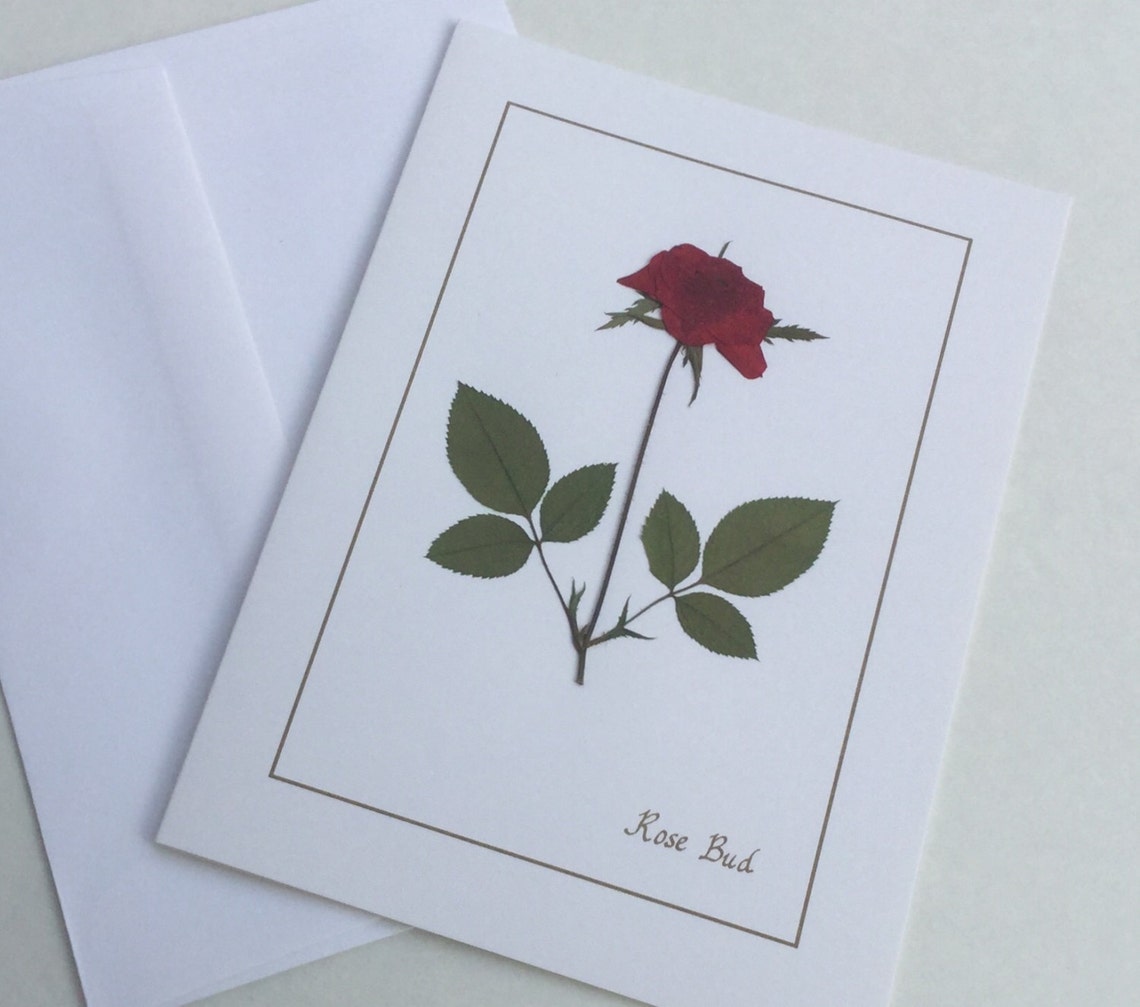 Pressed Flower Rose Greeting Card Red Bloom on White Card - Etsy