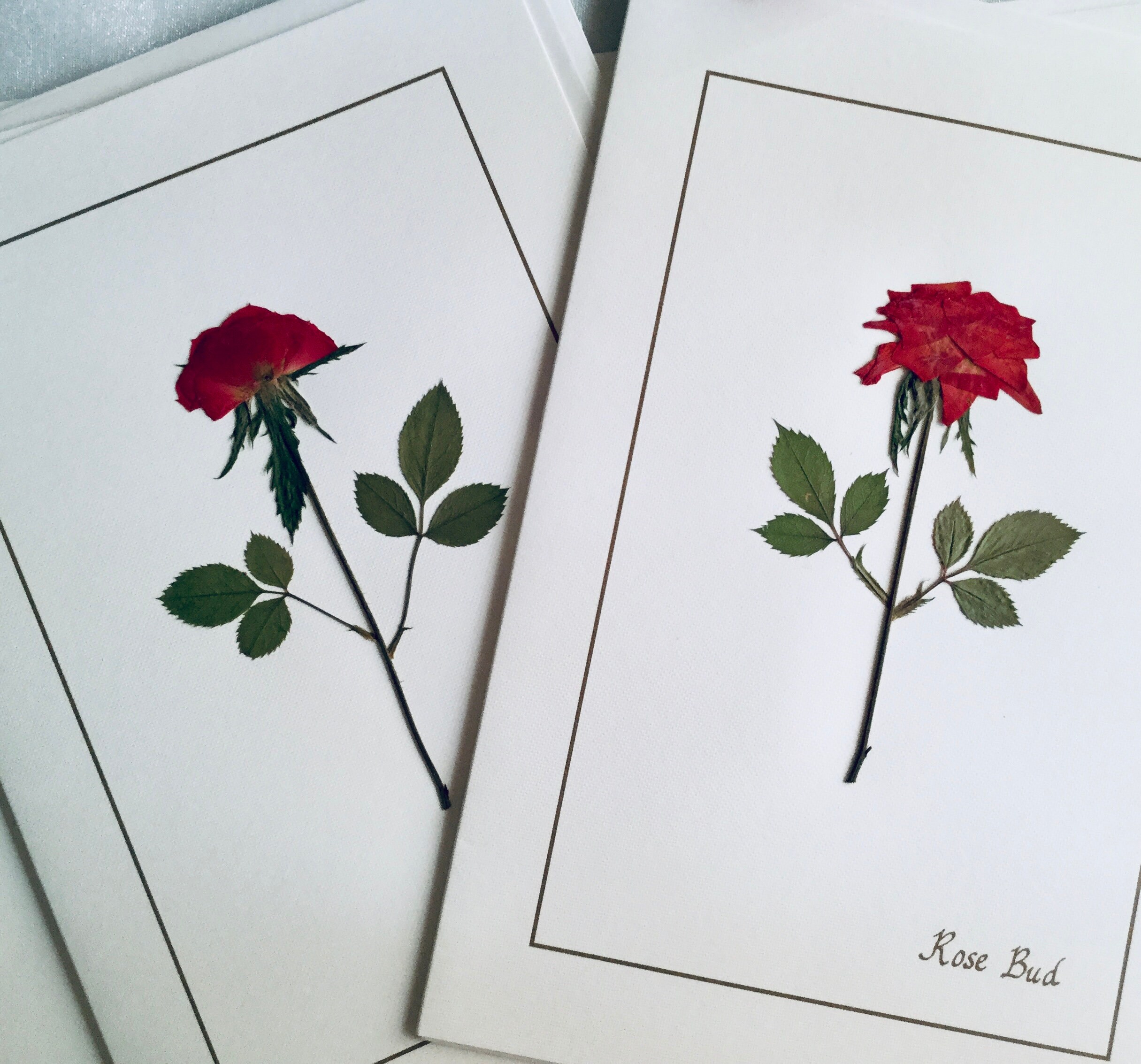 Pressed Flower Rose Card Set, Mothers Day Gift for Her, Floral Cards ...