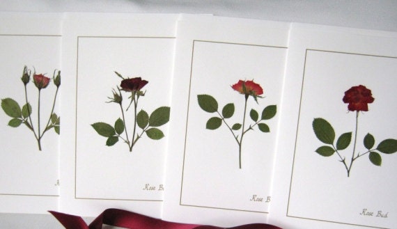 Real Pressed Flowers Card Set of 4 Real Roses On Blank White | Etsy