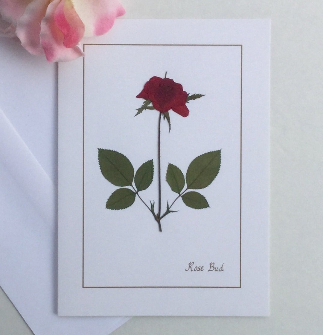 Pressed Flower, Rose Greeting Card, Red Bloom on White Card ...