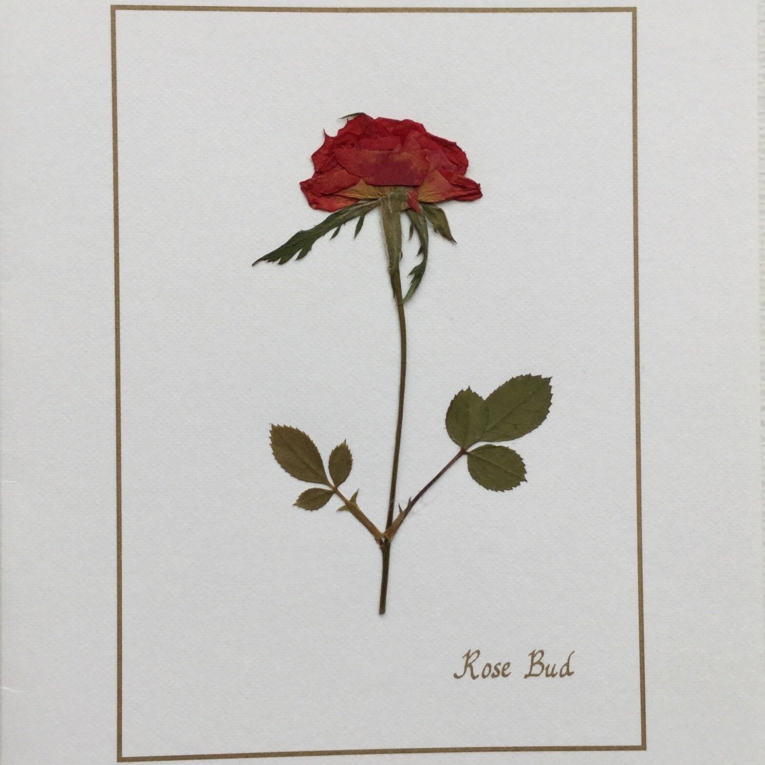 Pressed Flower Card Rose Card For Valentines Real Pressed | Etsy