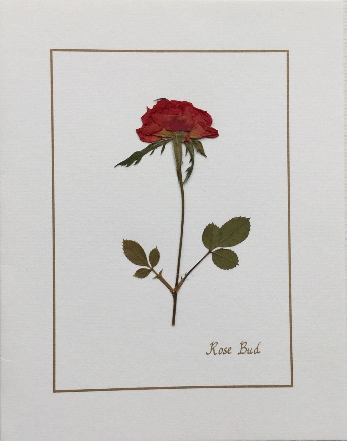 Rose Bud Red Flower Greeting Card Rose on Blank White Note | Etsy