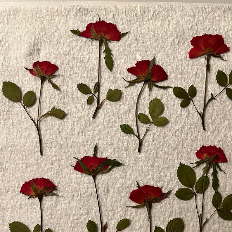 Dried Pressed Flowers Real Miniature Pressed Roses Red or - Etsy