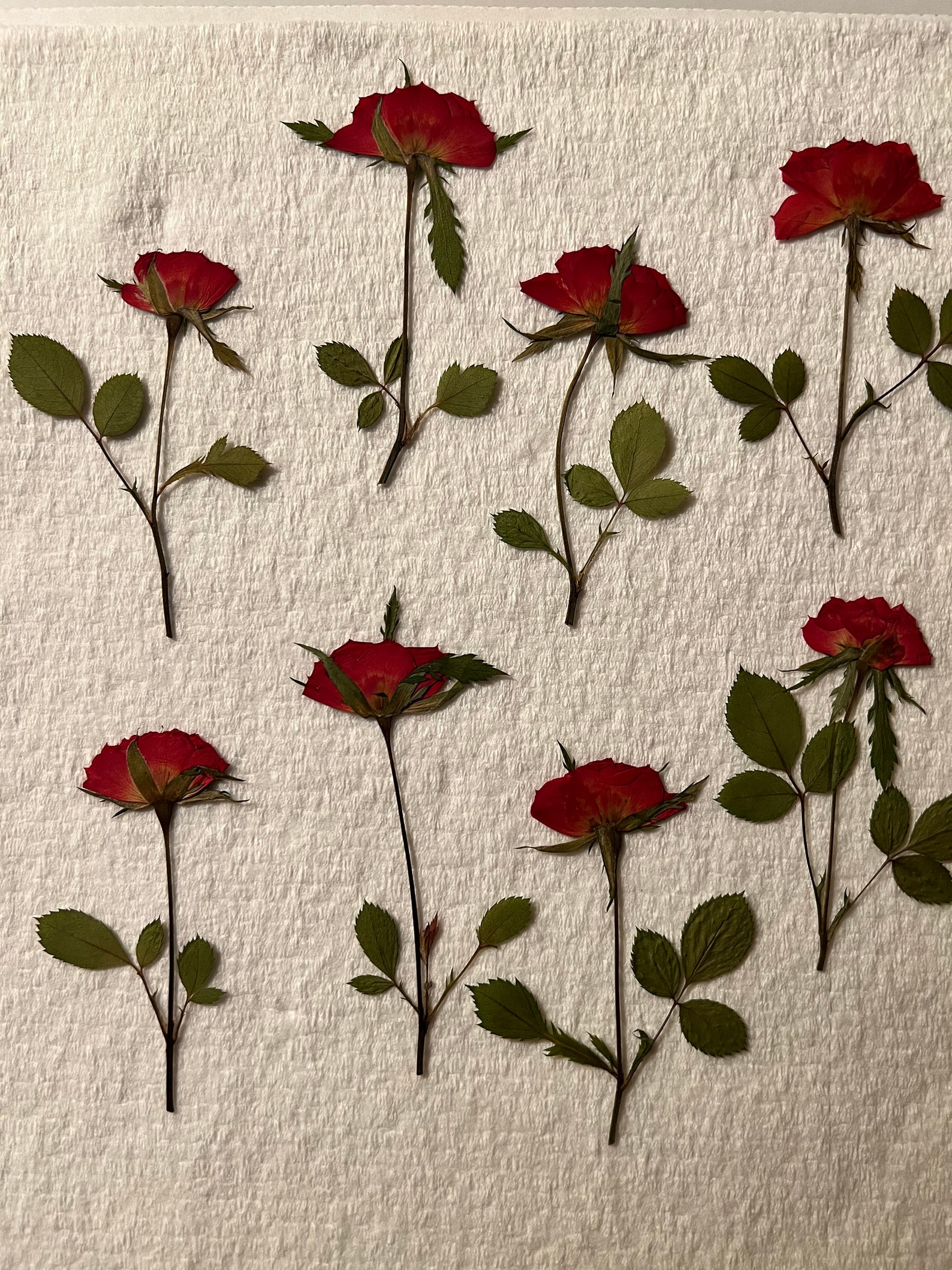 Dried Pressed Flowers Real Miniature Pressed Roses Red or - Etsy