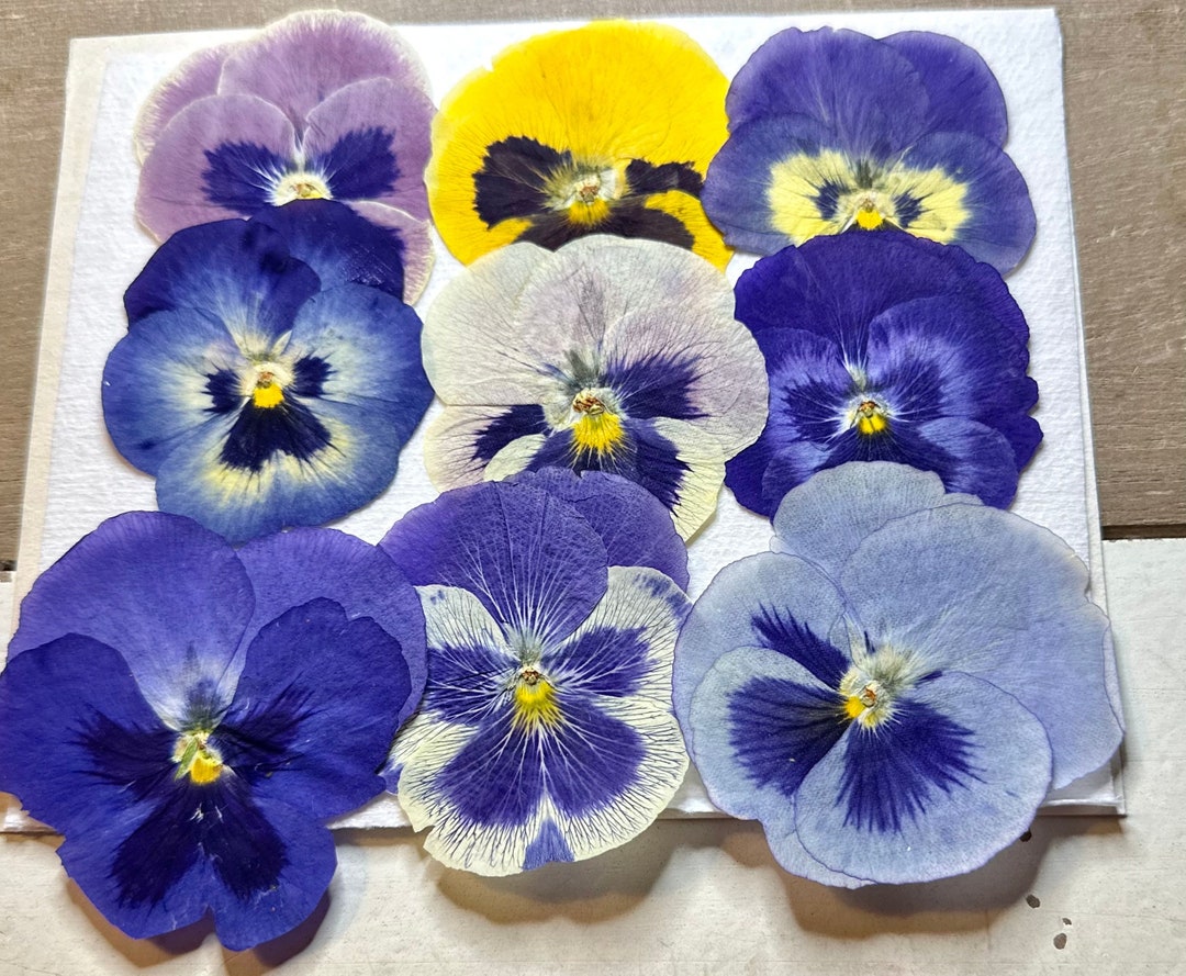 Large Pressed Flowers, Pansy, Real Pressed Flowers for Crafting, Large ...