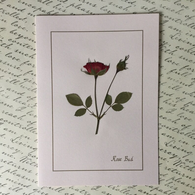 Pressed Flower Card Set Real Rose Cards Gift Set for Her | Etsy
