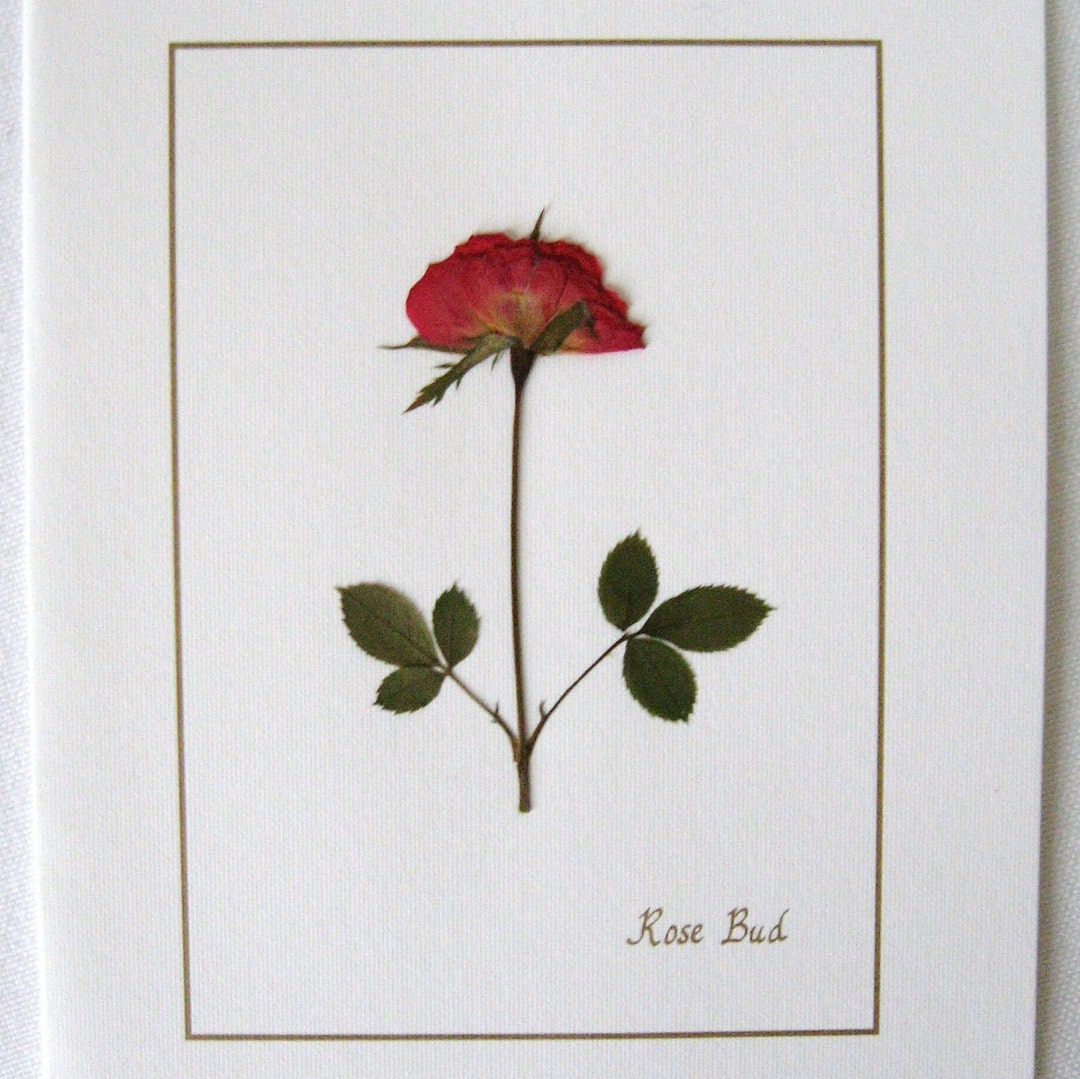 Pressed Flower Card - Rose Card for Valentines, Real Pressed Rose on ...
