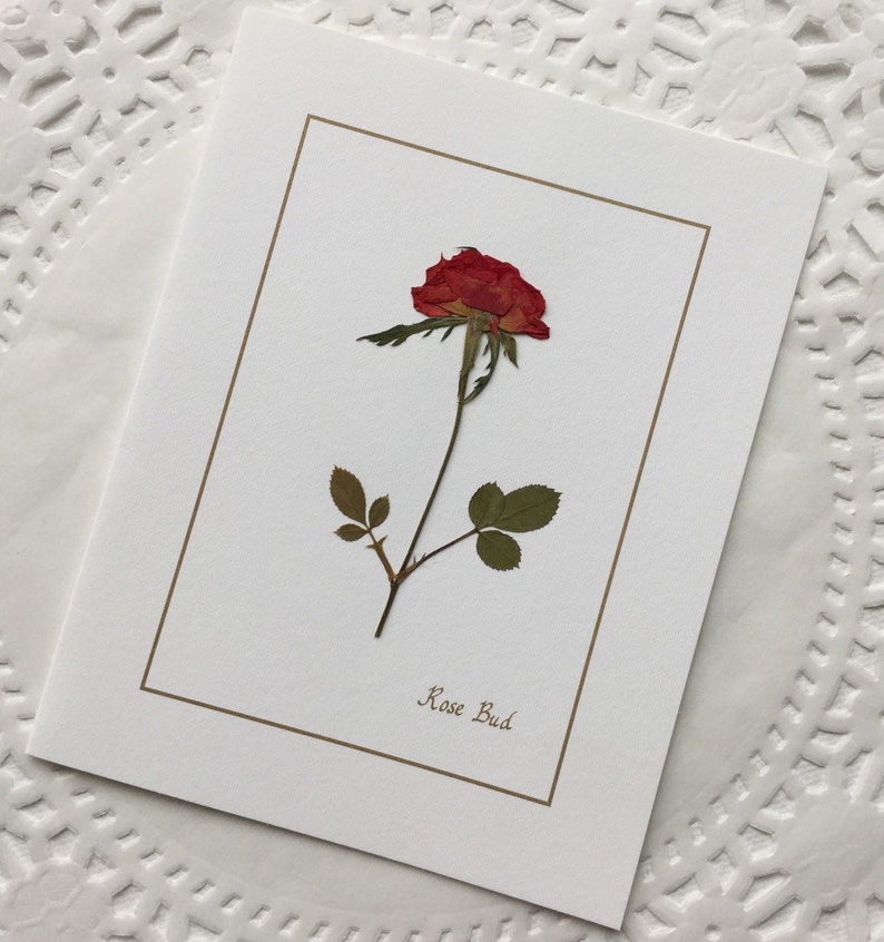 Handmade Pressed Red Rose Card – Blank Note Card - Etsy