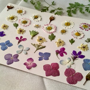 Pressed Flowers, Tiny Flowers for Crafting, Wax Sealing, Jewelry, Cell ...